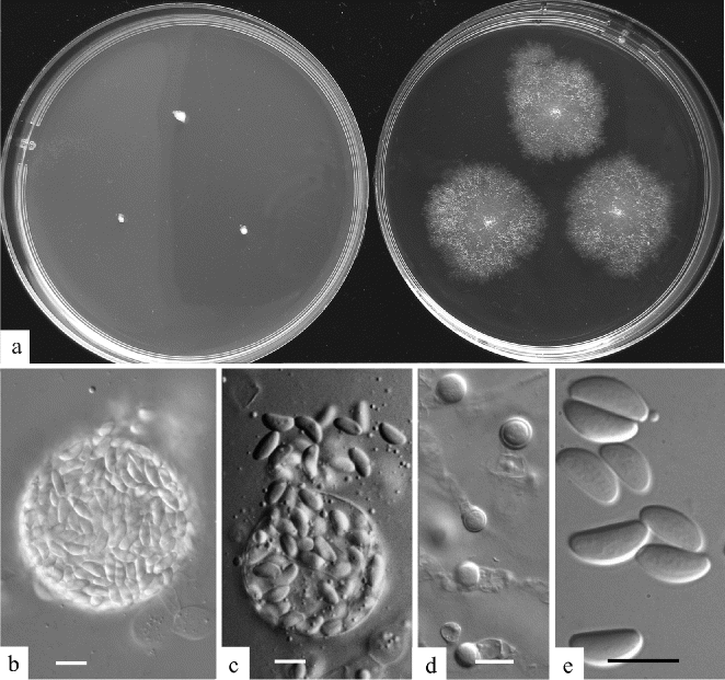 Xerophiles | SpringerLink