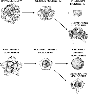 Sugar Beet | SpringerLink