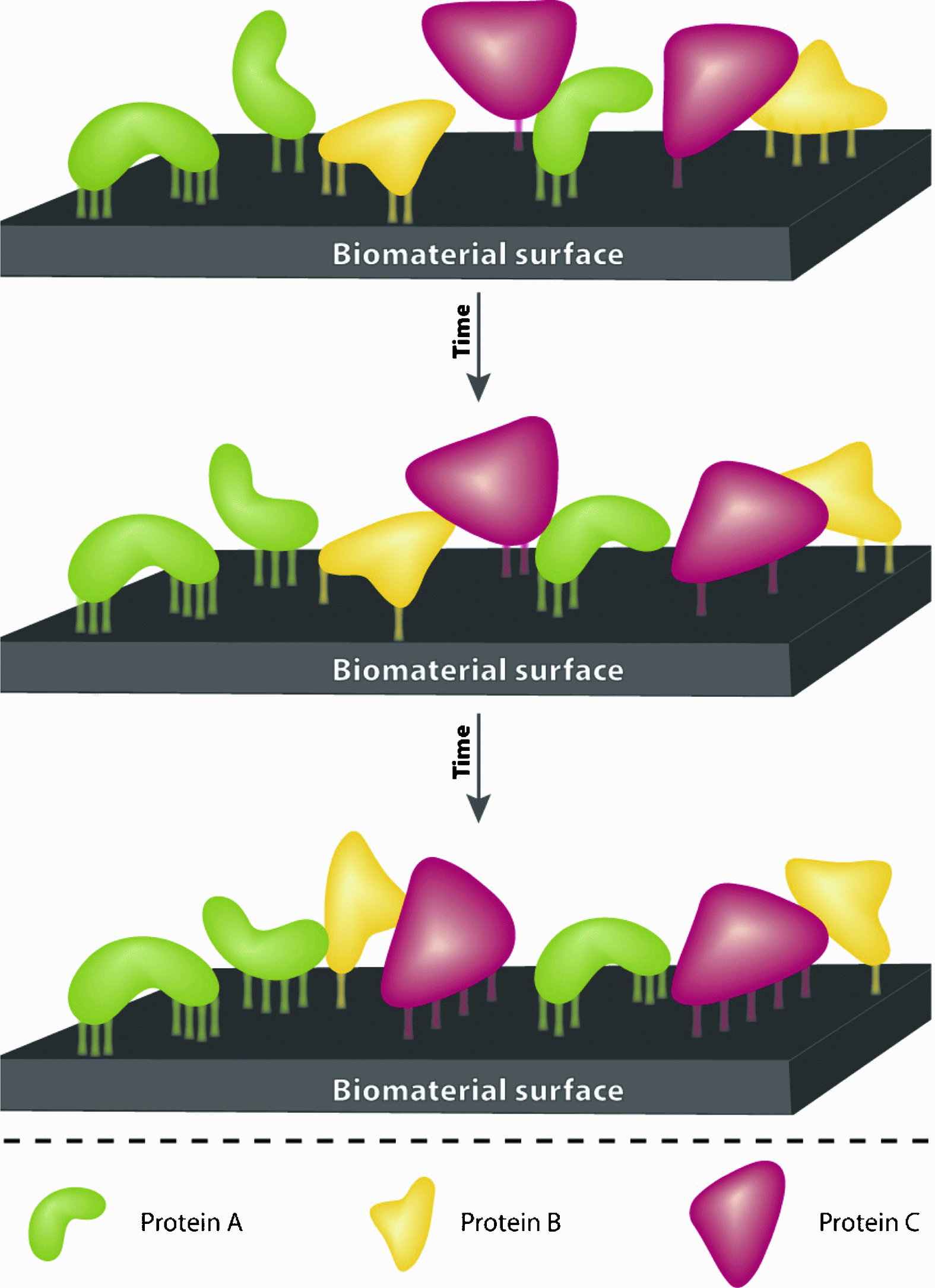Protein Adsorption to Biomaterials | SpringerLink