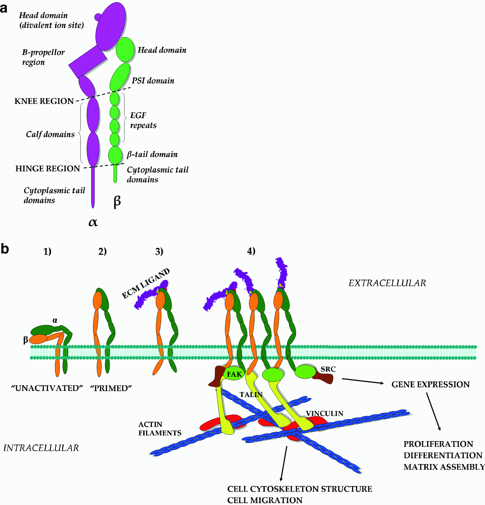 Extracellular Matrix-derived Ligand for Selective Integrin Binding to ...
