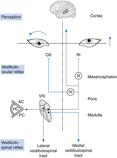 Central Vestibular Forms of Vertigo | SpringerLink