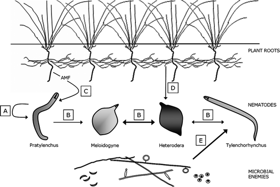 Microbial Ecology and Nematode Control in Natural Ecosystems | SpringerLink