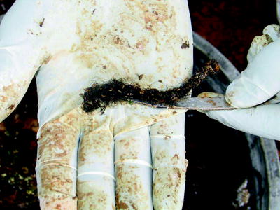 The Insects Colonisation of Buried Remains | SpringerLink