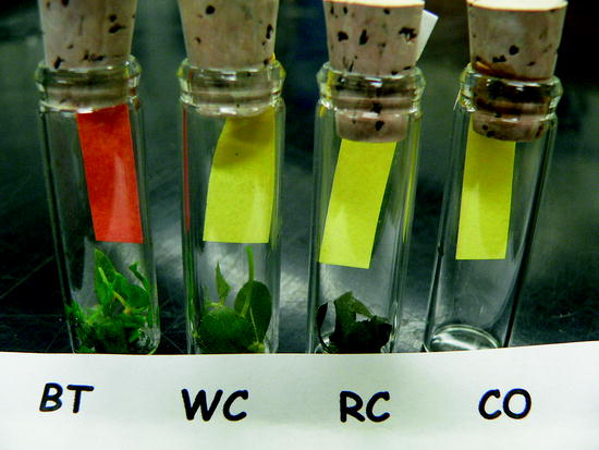 Test for Cyanogenic Compounds in Plants | SpringerLink