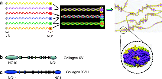 Basement Membrane Collagens and Cancer | SpringerLink