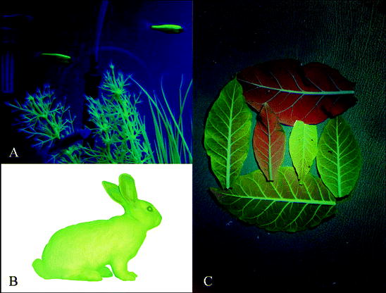 Fluorescent Proteins in Transgenic Plants | SpringerLink