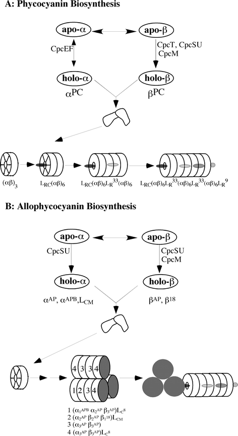 Phycobiliprotein Biosynthesis in Cyanobacteria: Structure and Function ...