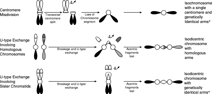 Structural Chromosome Rearrangements | SpringerLink