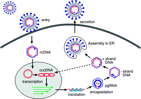 Hepatitis B Virus: Replication, Mutation, and Evolution | SpringerLink