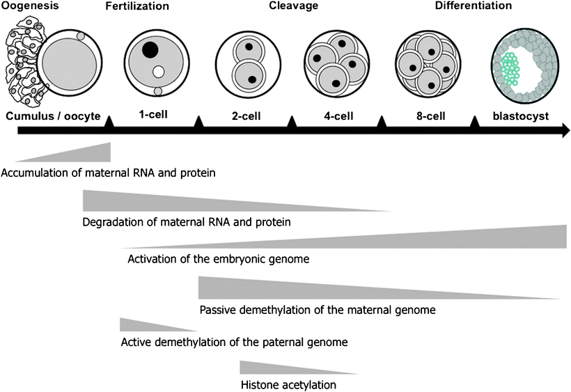 Gene Expression Changes During Human Early Embryo Development: New ...