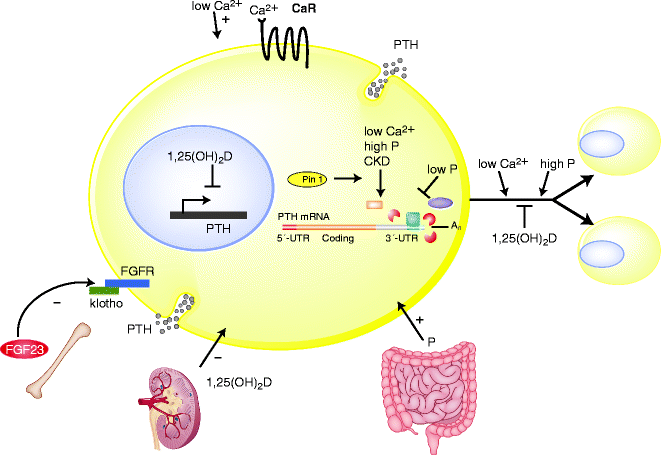 Molecular Mechanisms of Parathyroid Hormone Synthesis | SpringerLink