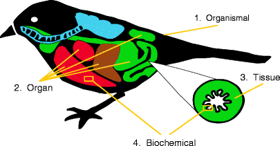 Seasonal Metabolic Variation in Birds: Functional and Mechanistic ...