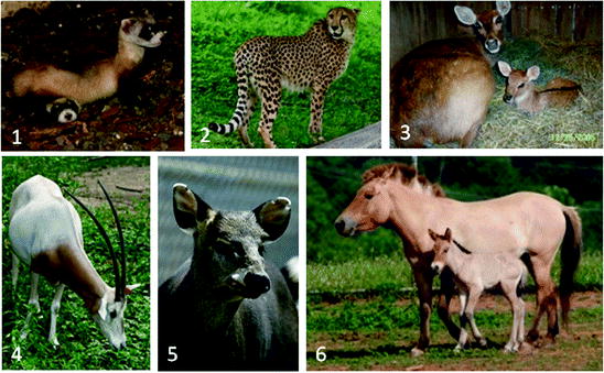 In Vitro Fertilization In Animals