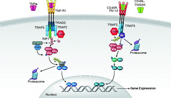 TRAF2 and Cellular IAPs: A Critical Link in TNFR Family Signaling ...