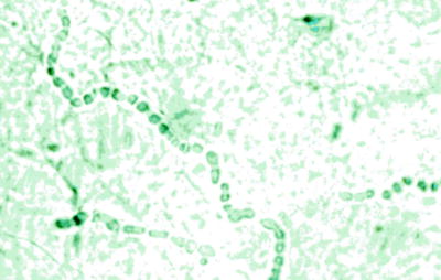 Laboratory Aspects of Medical Mycology | SpringerLink