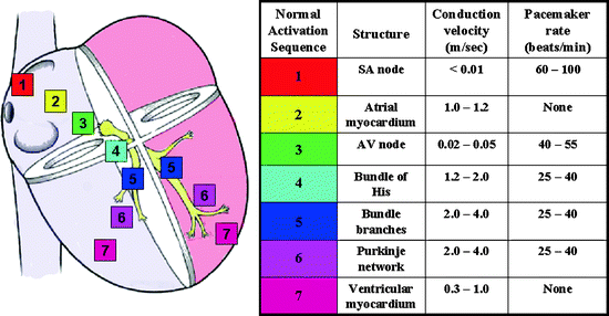 Anatomy and Physiology of the Cardiac Conduction System | SpringerLink