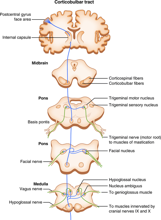The Six Major Anatomic Decussations with Clinical Correlation ...