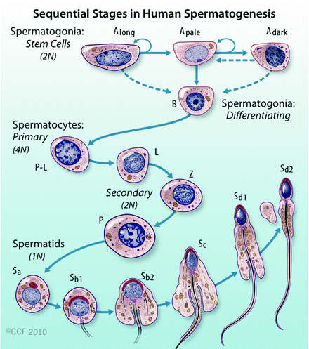 Spermatogenesis: An Overview | SpringerLink