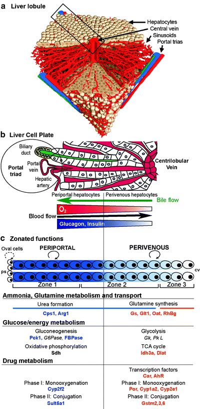 Liver Zonation | SpringerLink