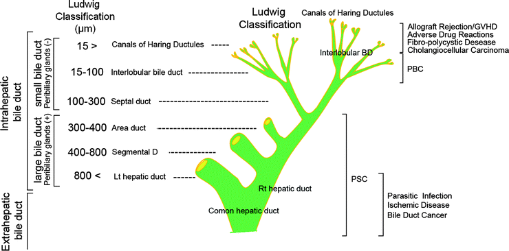 Biliary Epithelial Cells | SpringerLink