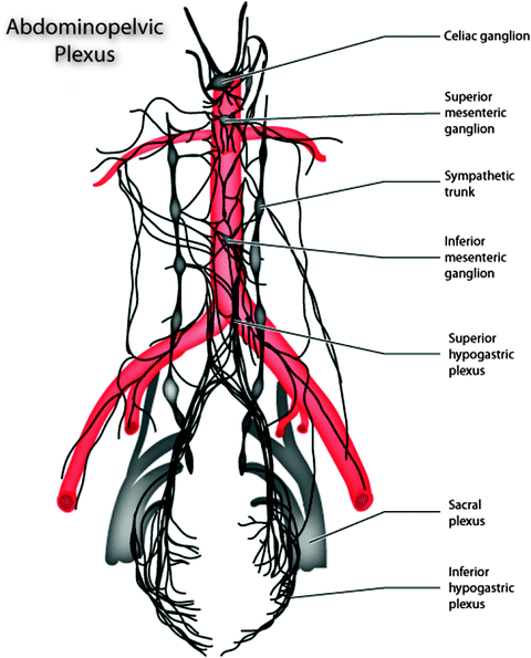The Neuroanatomy of Female Pelvic Pain | SpringerLink