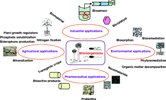 Microbial Applications in Agriculture and the Environment: A Broad ...