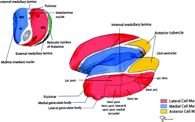Diencephalon with Atlas of the Thalamus | SpringerLink