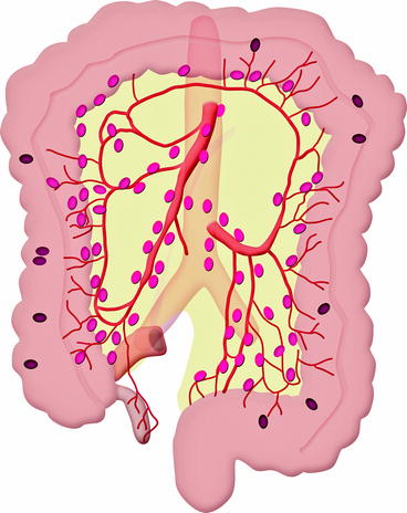 Abdominal Lymph Node Anatomy | SpringerLink