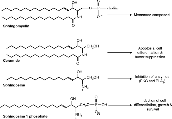 Sphingosine and Sphingosine 1 Phosphate in the Brain | SpringerLink