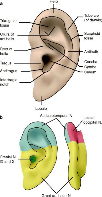 Cutaneous Anatomy in Mohs Micrographic Surgery | SpringerLink