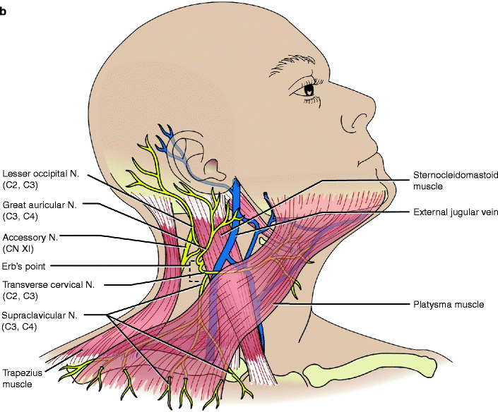 Cutaneous Anatomy in Mohs Micrographic Surgery | SpringerLink
