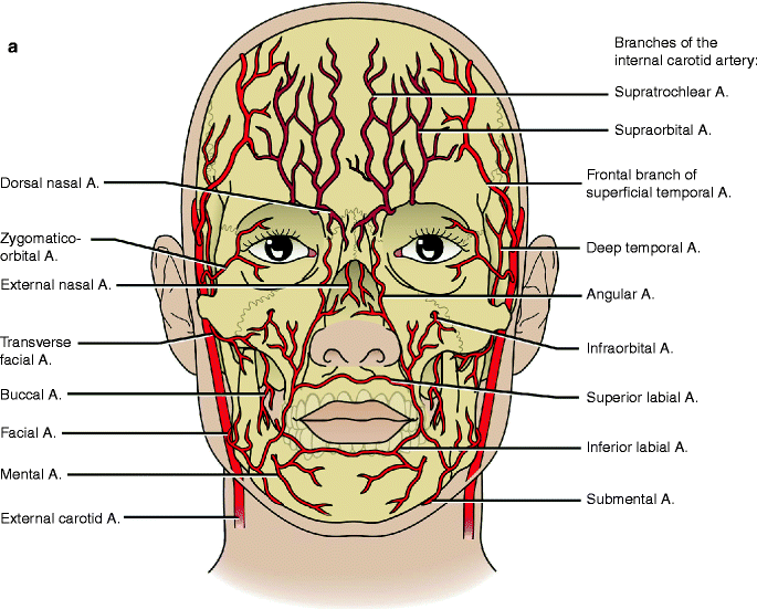 Cutaneous Anatomy in Mohs Micrographic Surgery | SpringerLink