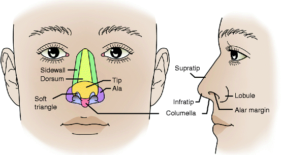 Cutaneous Anatomy in Mohs Micrographic Surgery | SpringerLink