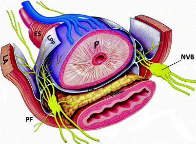 Development, Applied, and Surgical Anatomy of the Prostate | SpringerLink