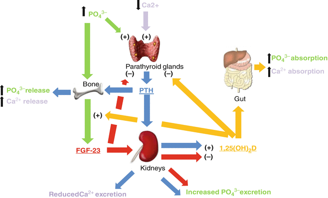 Chronic Kidney Disease: Mineral and Bone Disorder (CKD-MBD) | SpringerLink