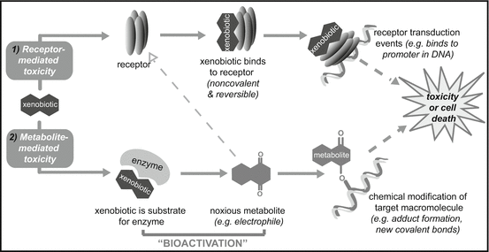 Toxicodynamics: How Chemicals Harm Cells | SpringerLink