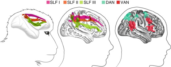 The Attention Systems of the Human Brain | SpringerLink