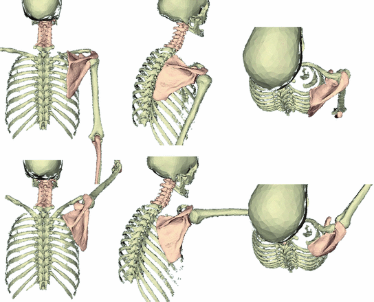 Combined Motions of the Shoulder Joint Complex for Model-Based ...