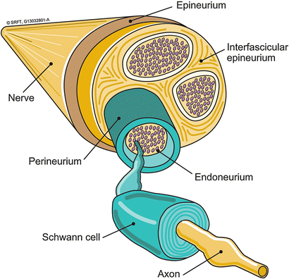 Nerve Injury | SpringerLink