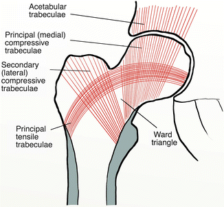 Singh Index for Osteoporosis | SpringerLink