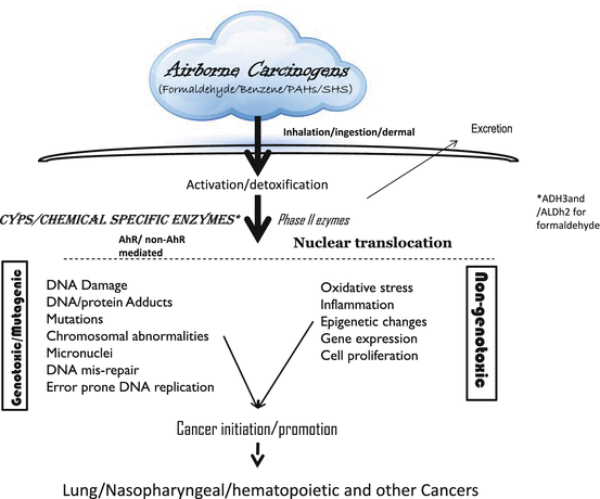 Airborne Carcinogens: Mechanisms of Cancer | SpringerLink
