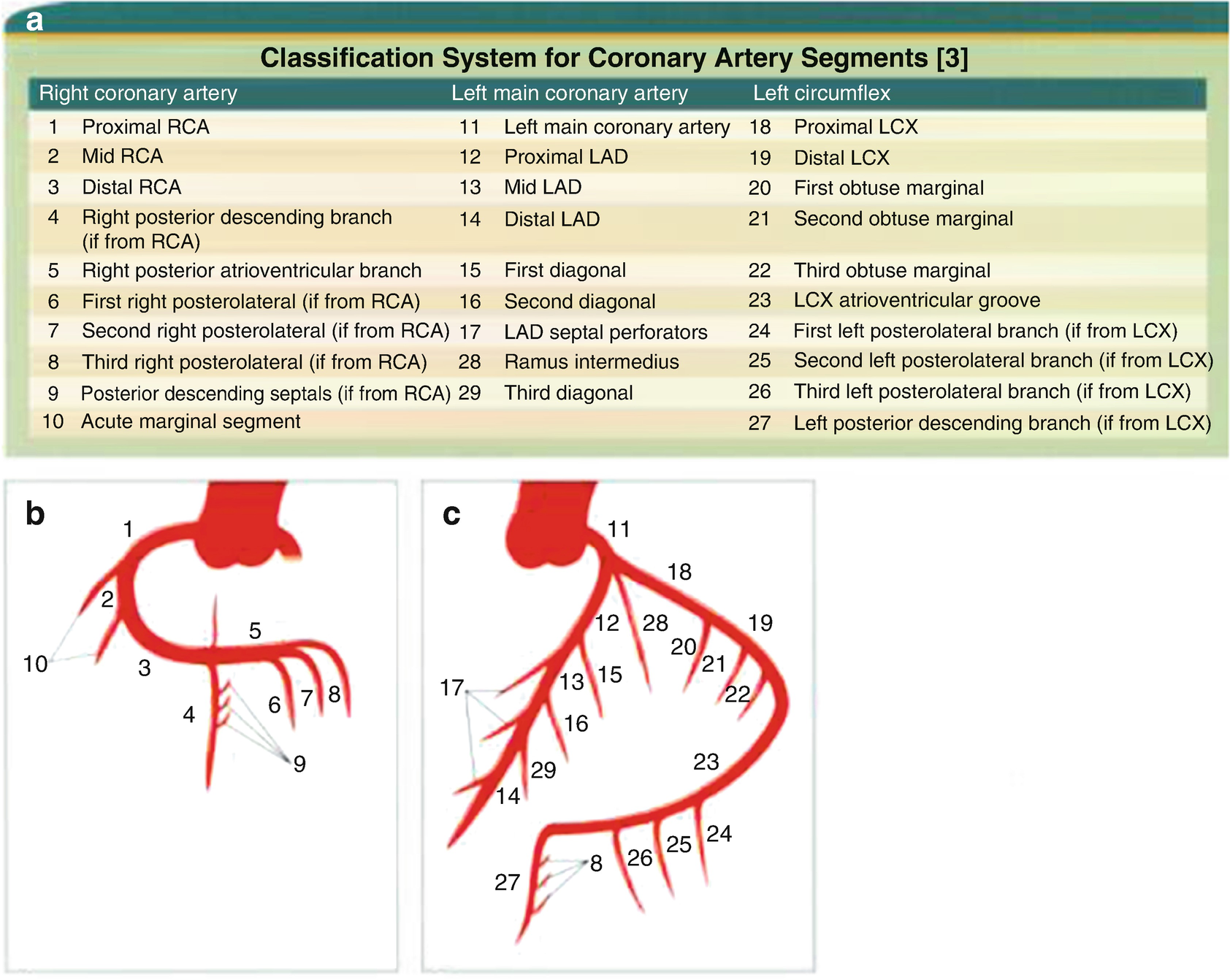 Normal Coronary Anatomy | SpringerLink