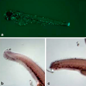 Zebrafish: Model for the Study of Inflammation and the Innate Immune ...