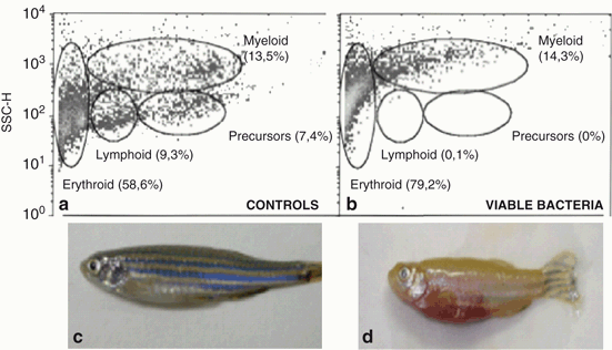 Zebrafish: Model for the Study of Inflammation and the Innate Immune ...