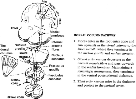 Somatosensory Evoked Potentials | SpringerLink