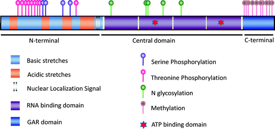 The Multiple Properties and Functions of Nucleolin | SpringerLink