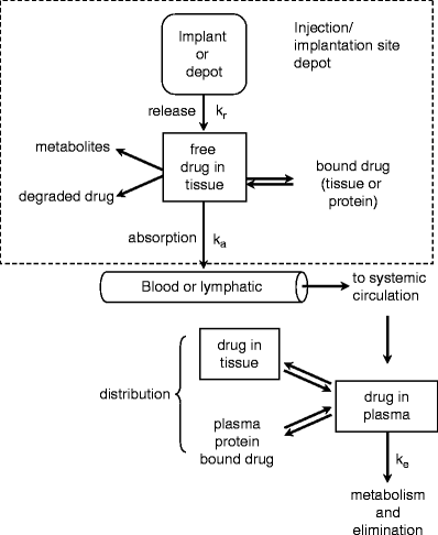 Anatomy and Physiology of the Injection Site: Implications for Extended ...