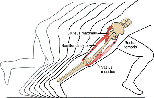Fundamental and Clinical Considerations of the Muscles of the Hip ...