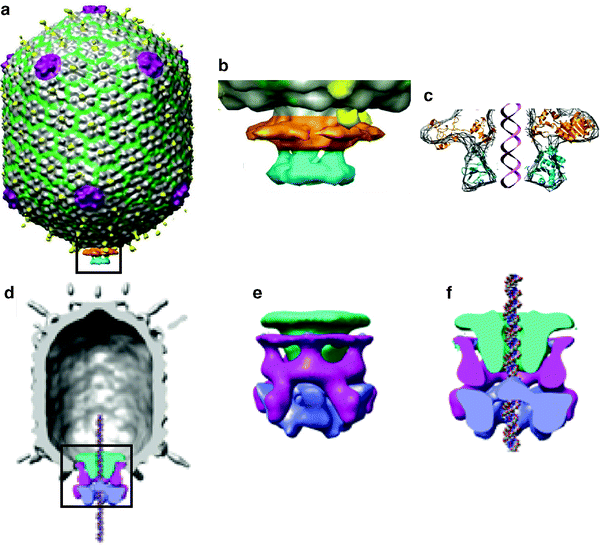 The Bacteriophage DNA Packaging Machine | SpringerLink