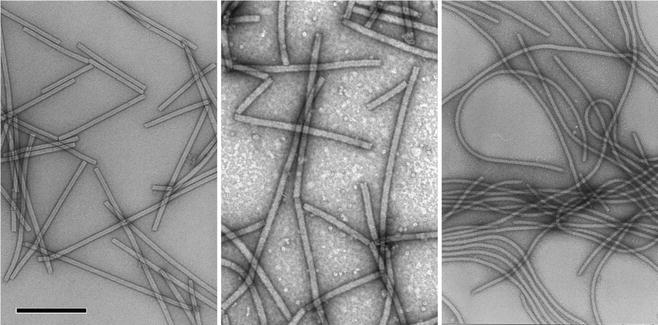 Helical Viruses | SpringerLink